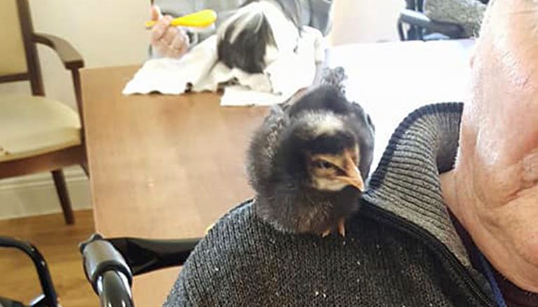 Therapets come in all shapes and sizes... - Mansfield Care Group
