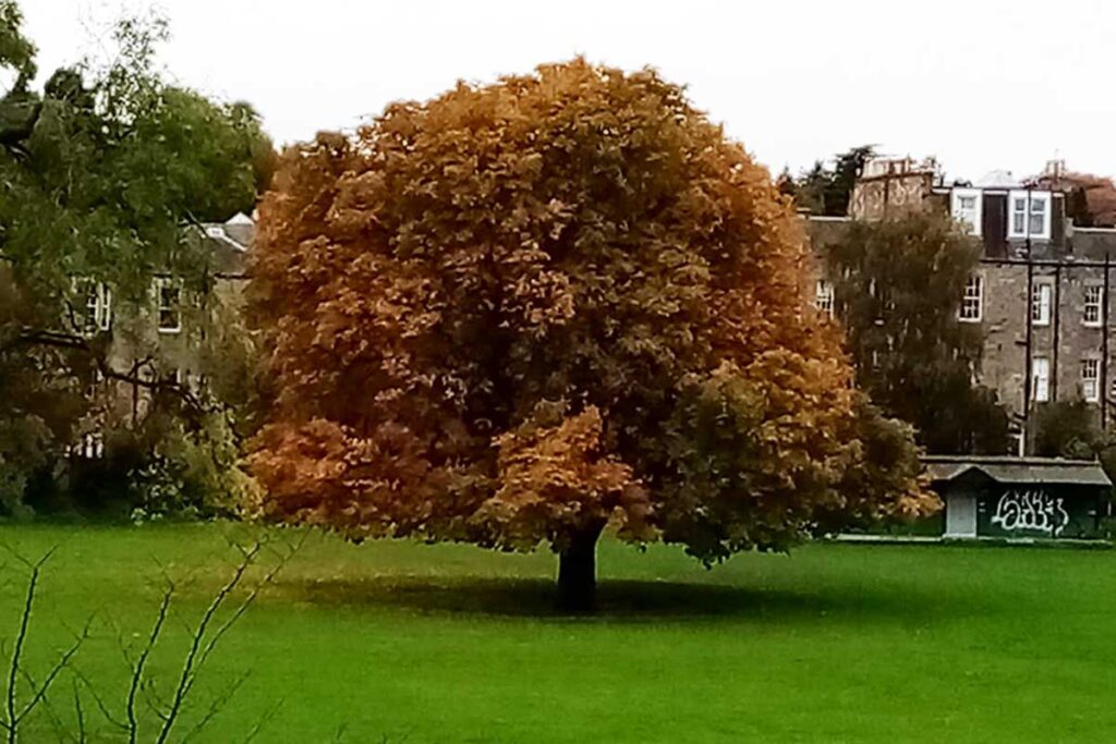 Autumn Activities at Eildon House - Mansfield Care Group