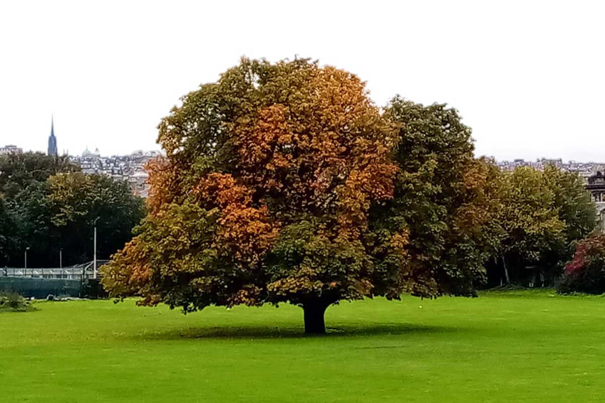 Autumn Activities at Eildon House - Mansfield Care Group