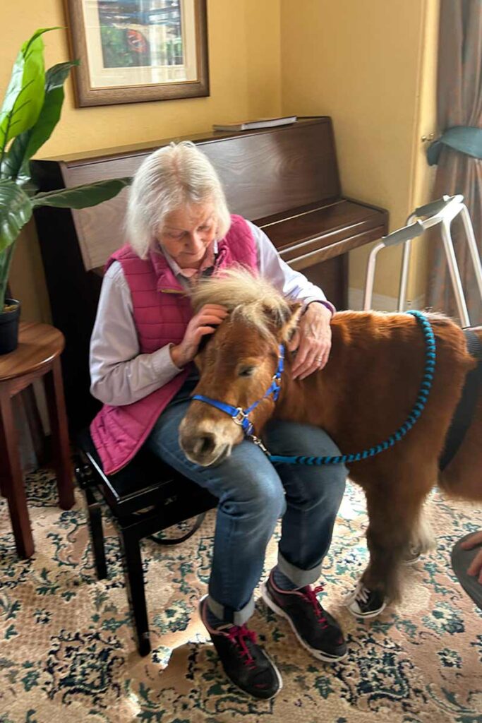 Therapy ponies greeted with smiles and cuddles from St John's Care Home ...